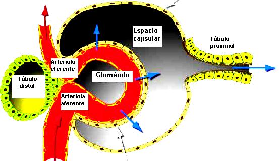 excretor