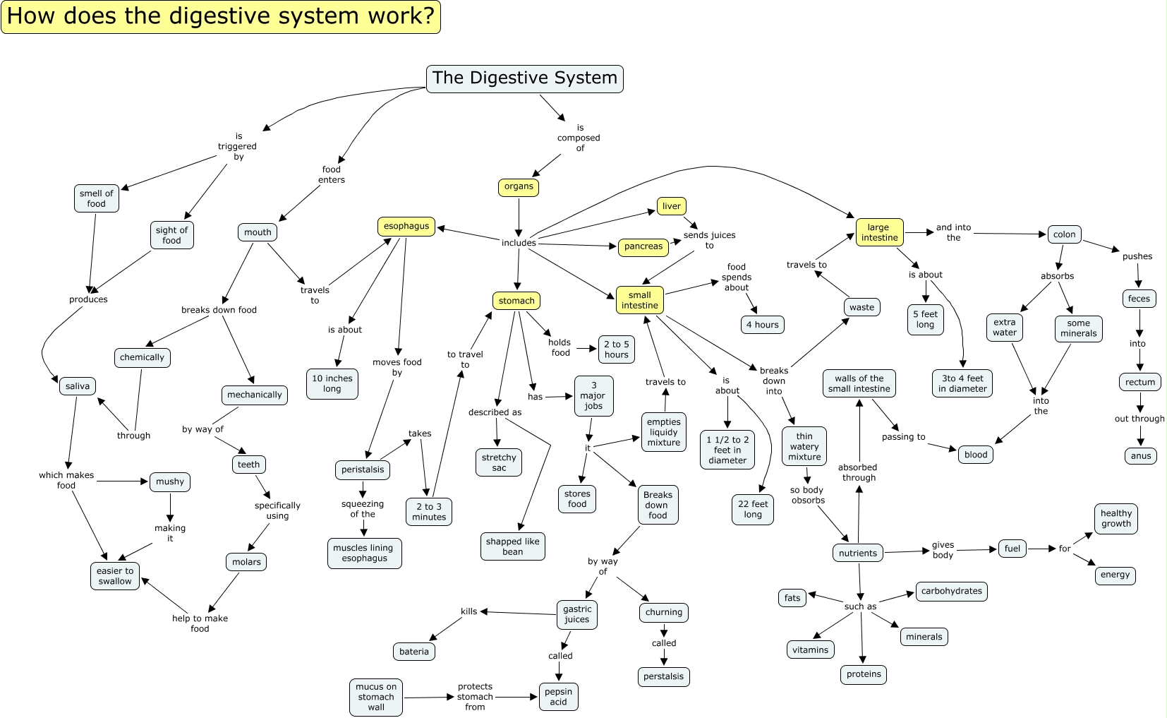 The Digestive System - How does the digestive system work?
