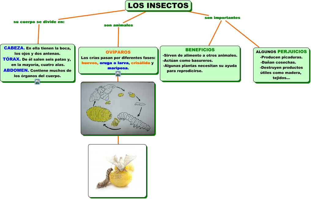 LOS INSECTOS