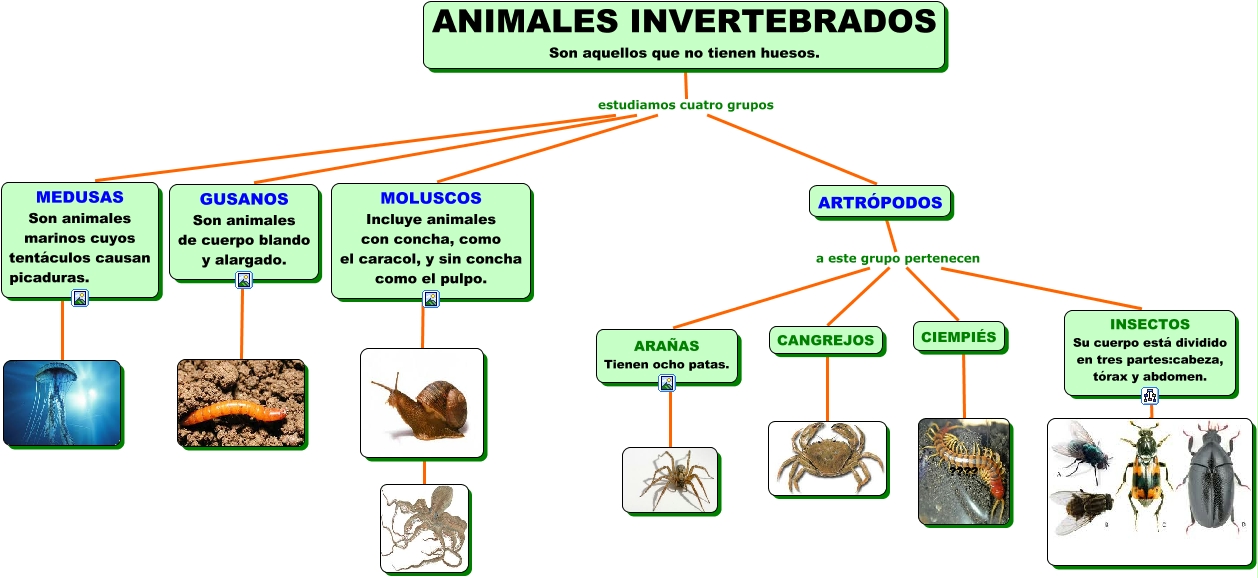 ANIMALES INVERTEBRADOS