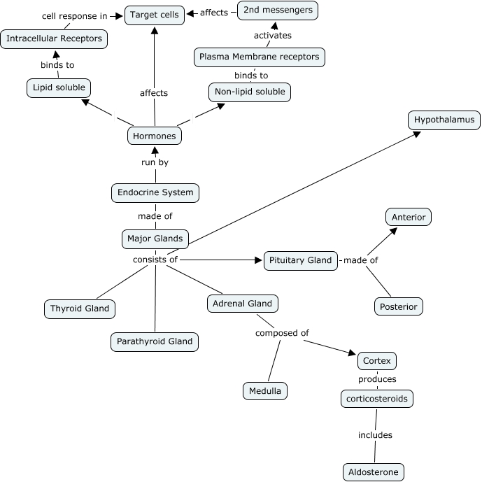 Ch 16-Endocrine System Group 1