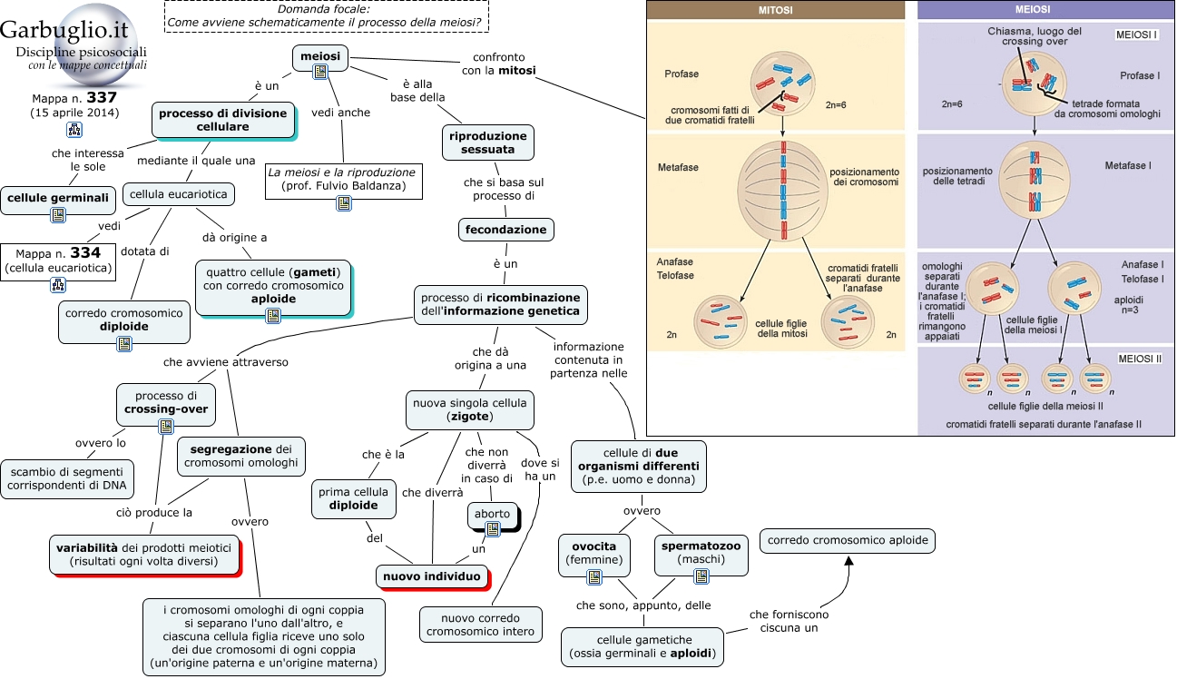 m337 - Come avviene schematicamente il processo della meiosi?