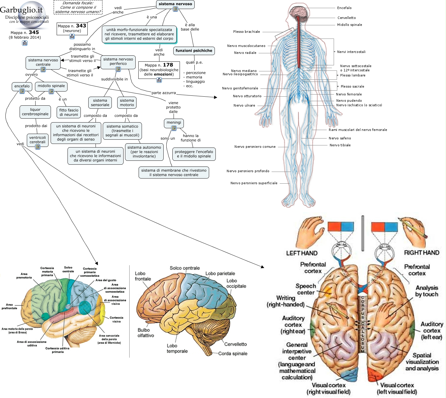 m345 - Come si compone il sistema nervoso umano?