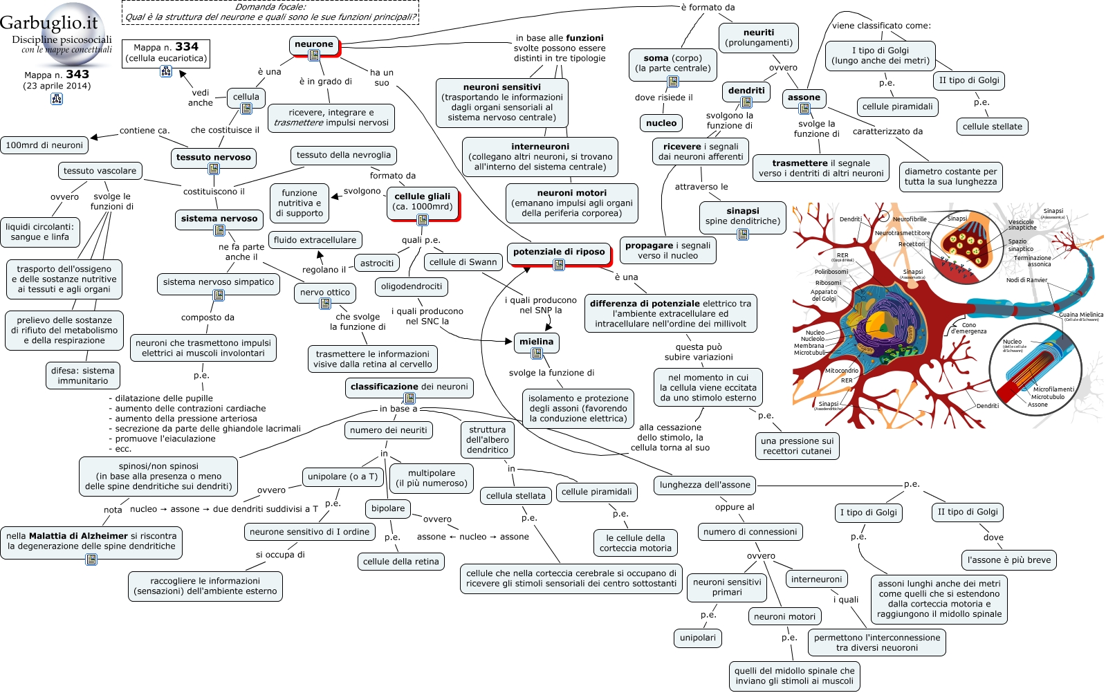 m343 - Qual è la struttura del neurone e quali sono le sue funzioni ...