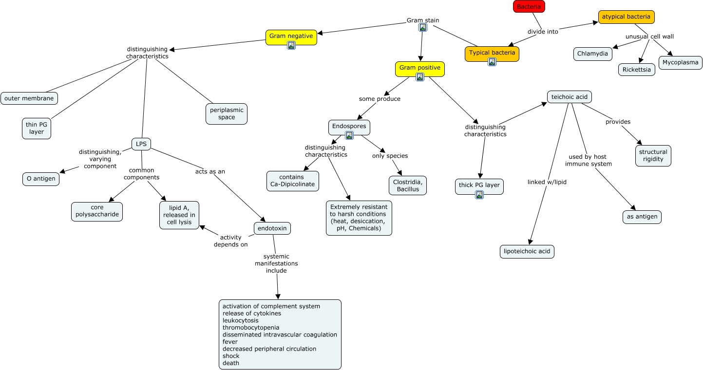 Bacterial Structure and Classification