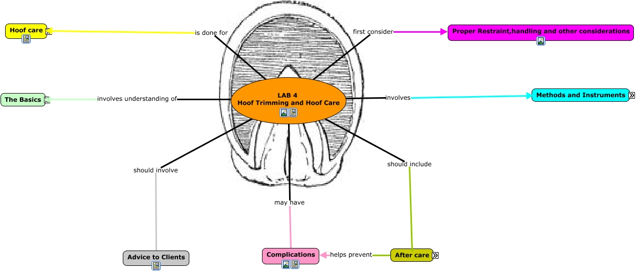 Hoof Trimming and Hoof Care
