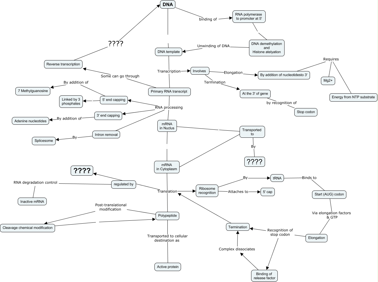 Human gene expression - What steps are involved in gene expression