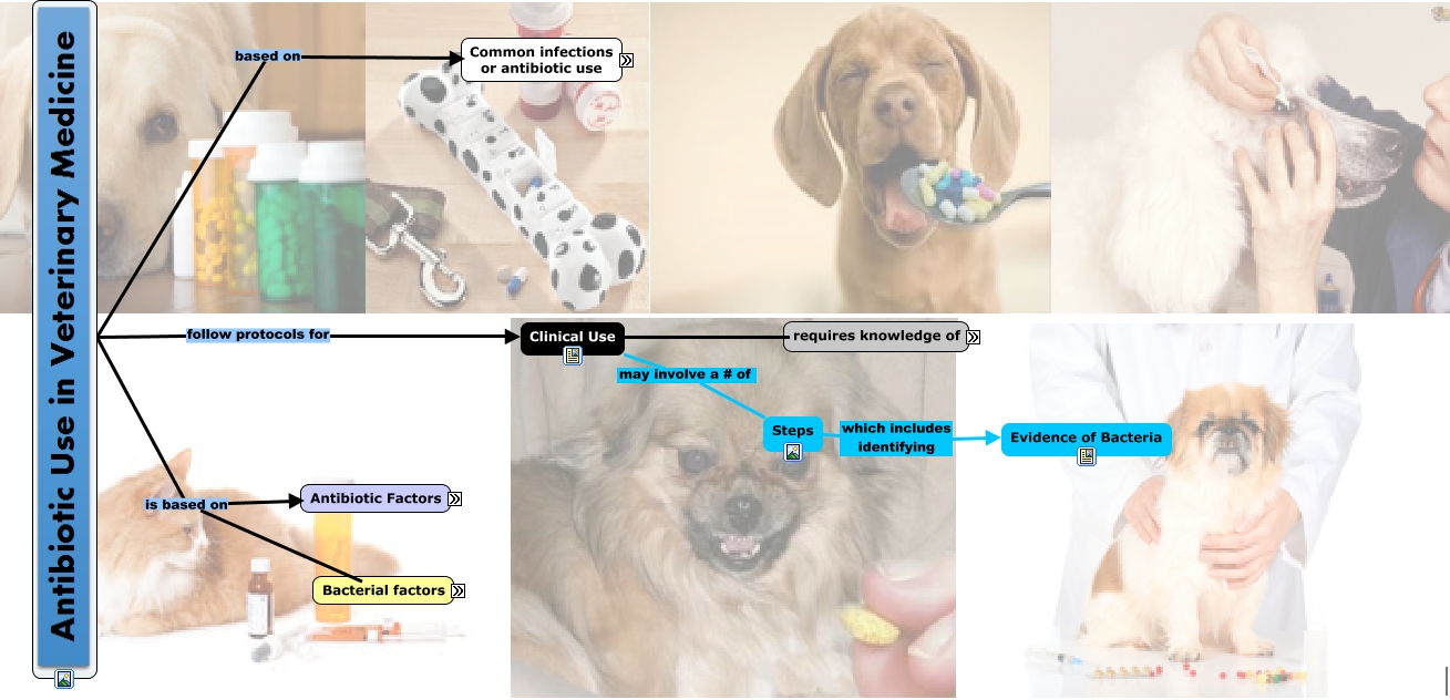Antibiotic use in Veterinary medicine