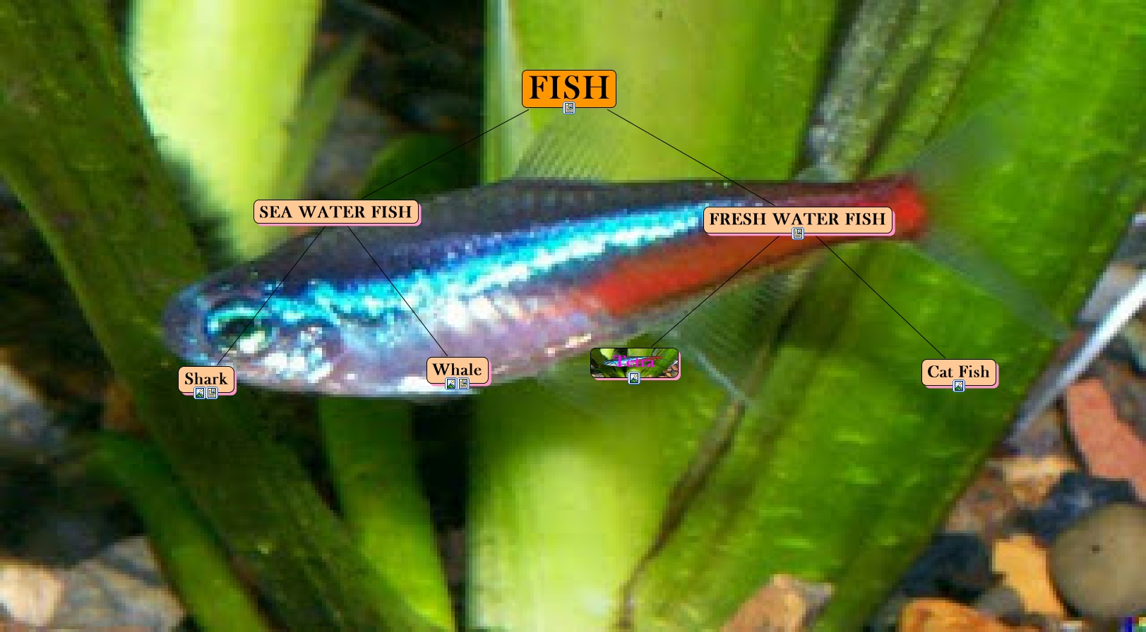 Fish