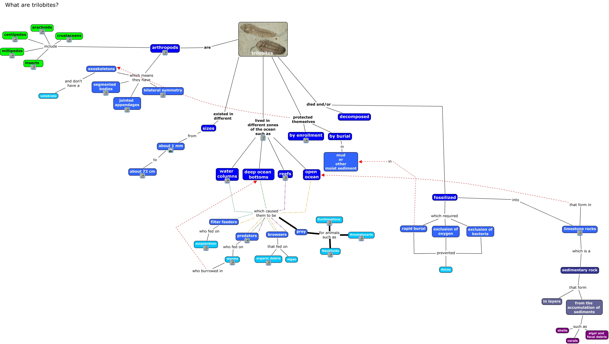 Trilobites - What are trilobite?