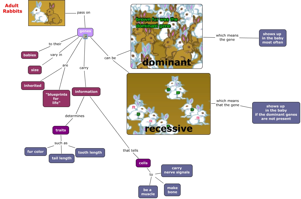 Genes in Rabbits - What are genes?