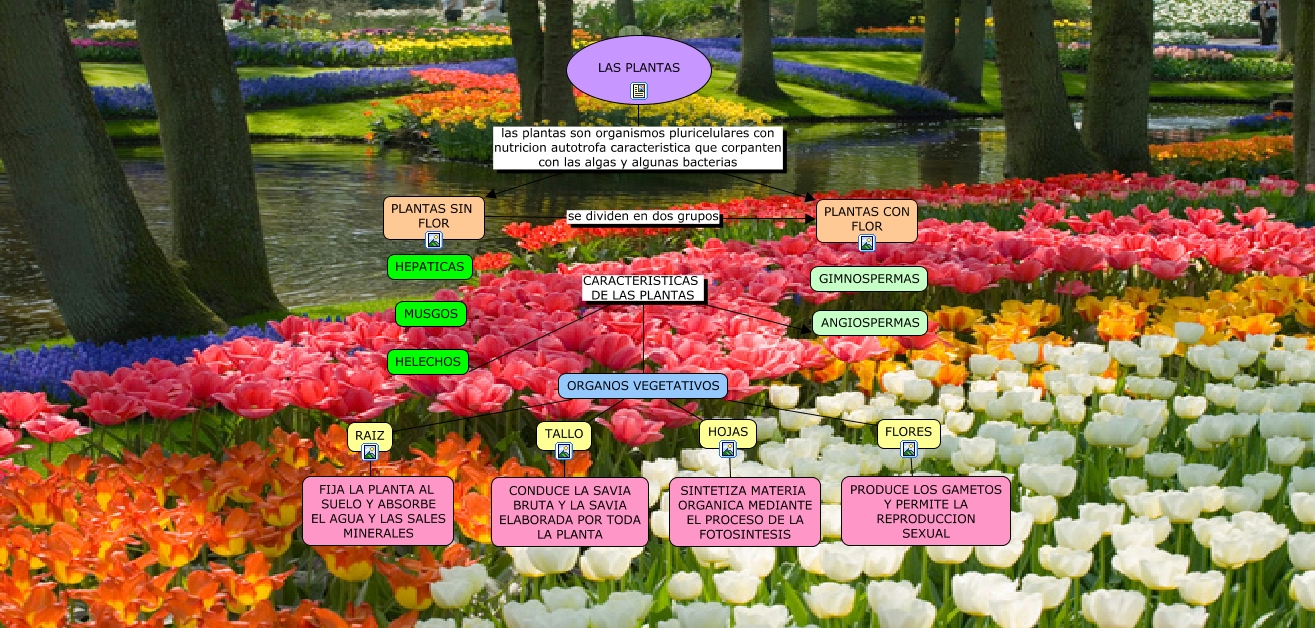 ESO1-JAVIER_TORREGROSA-LAS PLANTAS