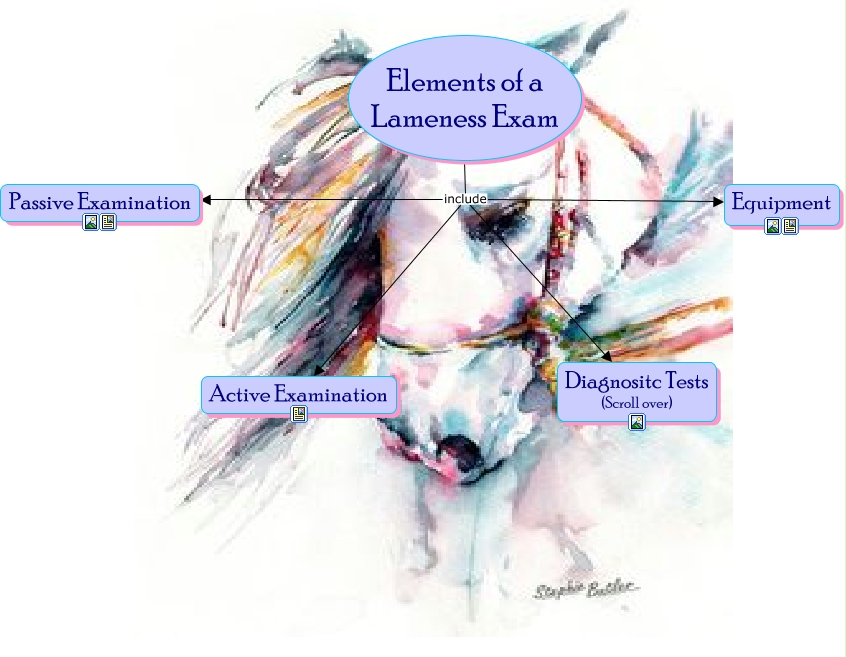 Elements of a Lameness Exam