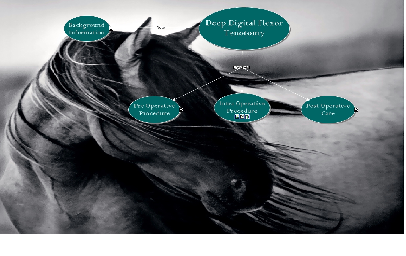 Deep Digital Flexor Tendon Tenotomy