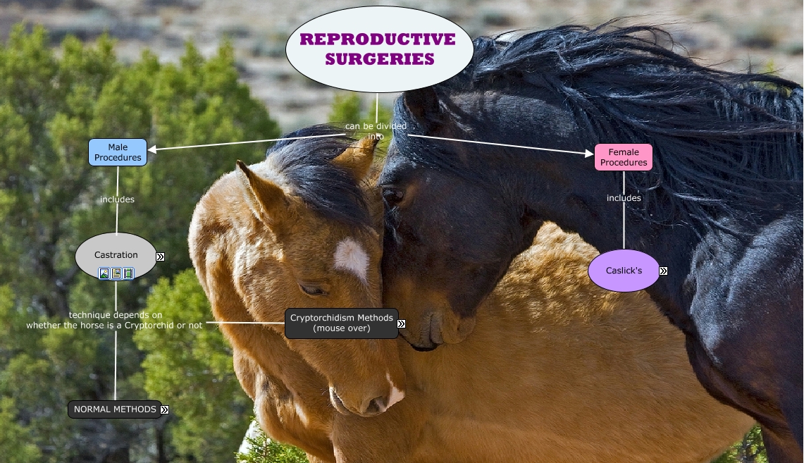 Lab 6 - Reproductive Techniques