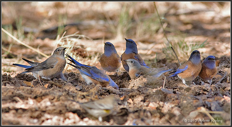 Western Bluebird Territoriality (final)