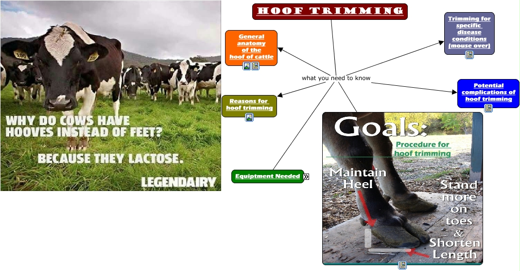 Hoof Trimming