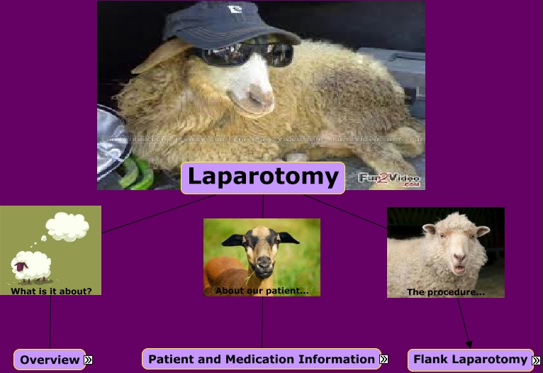 Laparotomy of the Small Ruminant