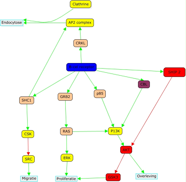 BCR pathway Nirupa