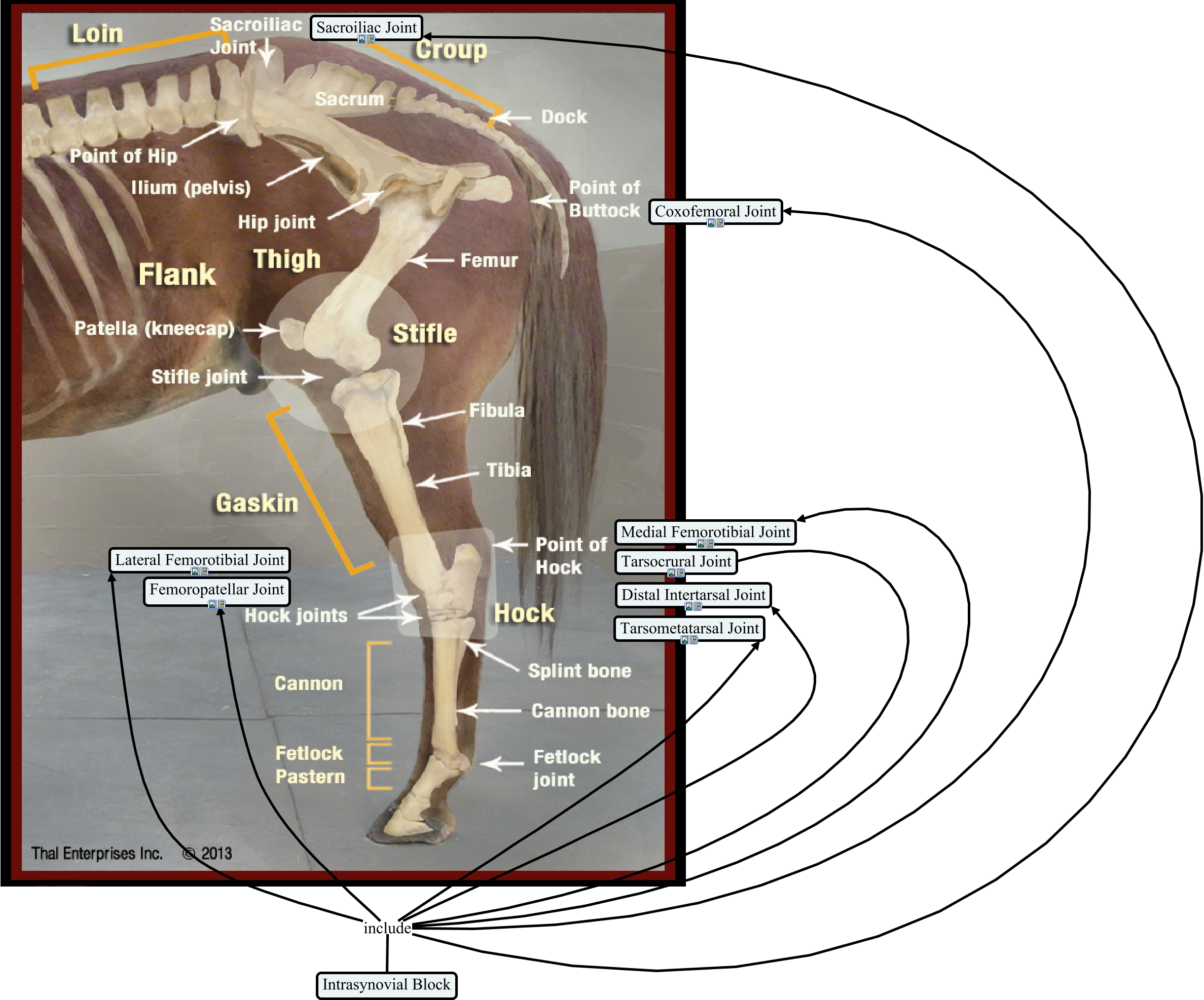 Equine Intrasynovial Block- Hind Limb