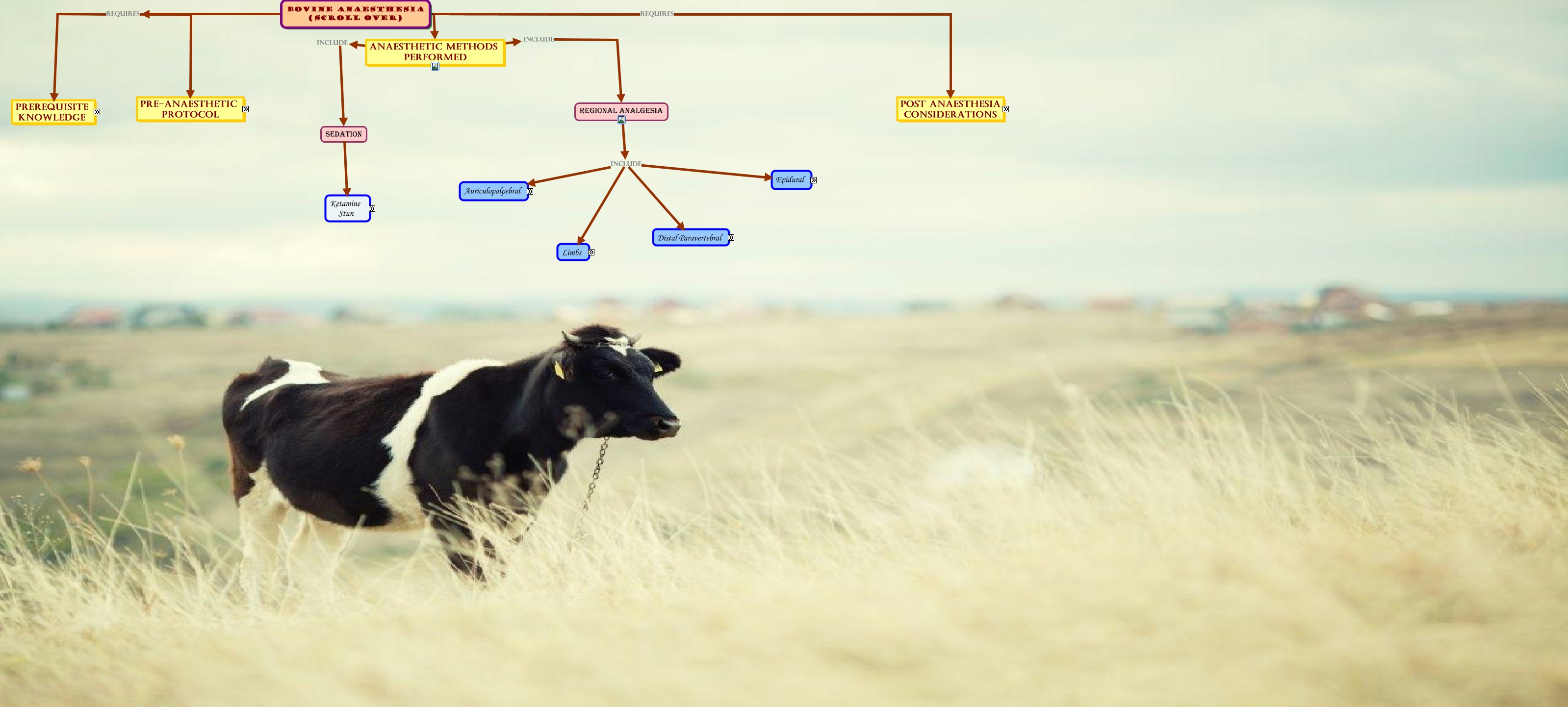 Lab 3- Bovine Anaesthesia final - What is involved in Bovine Anaesthesia?