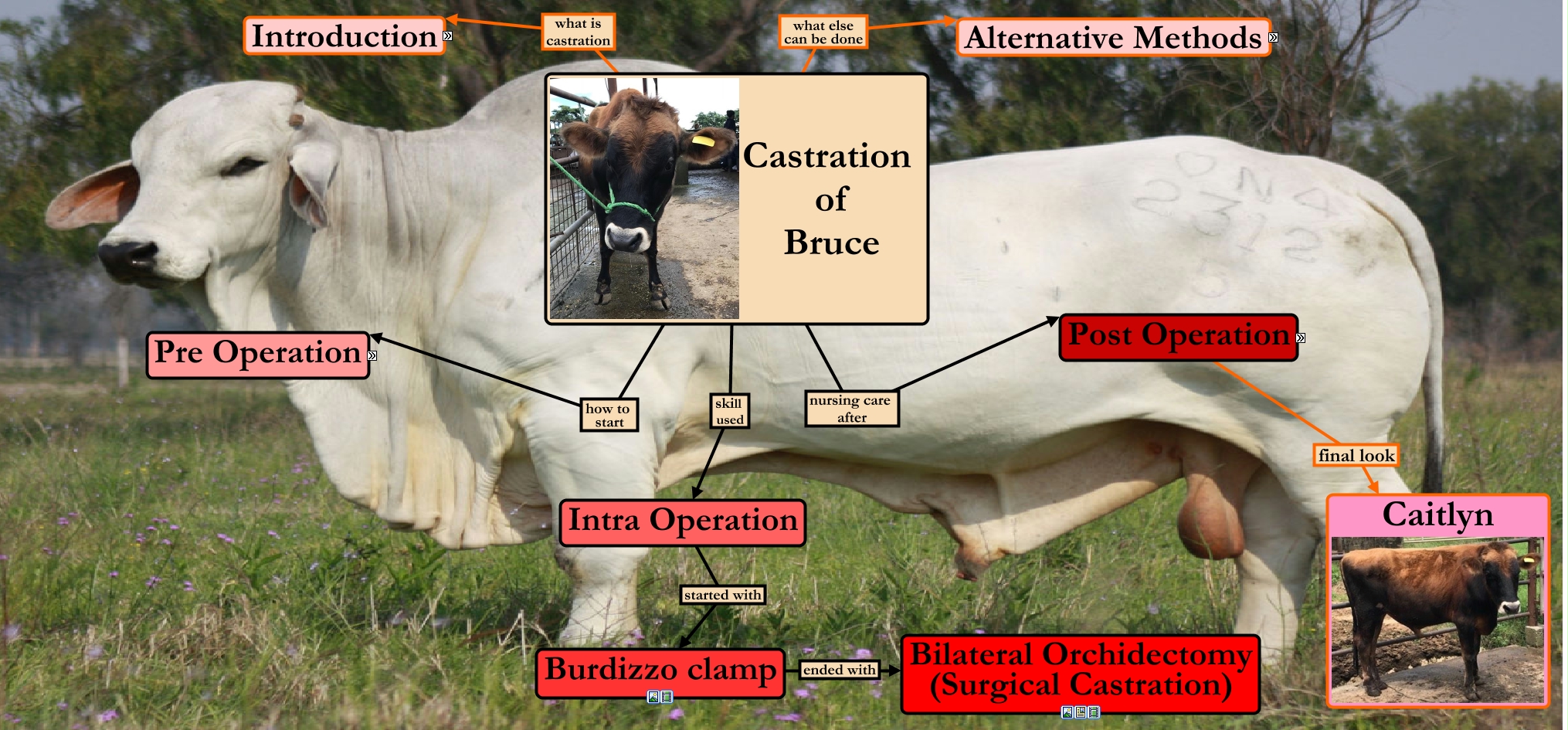 Lab 5 Castration