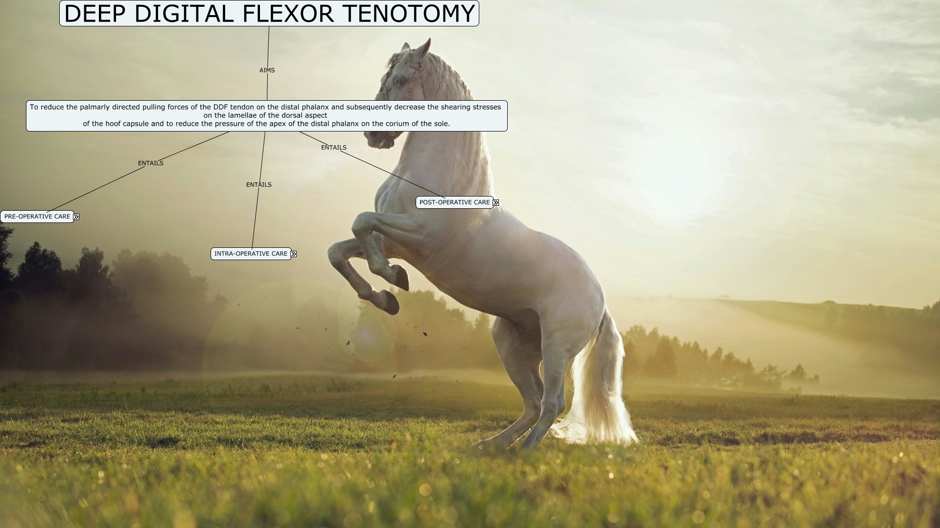 DEEP FLEXOR DIGITAL TENOTOMY
