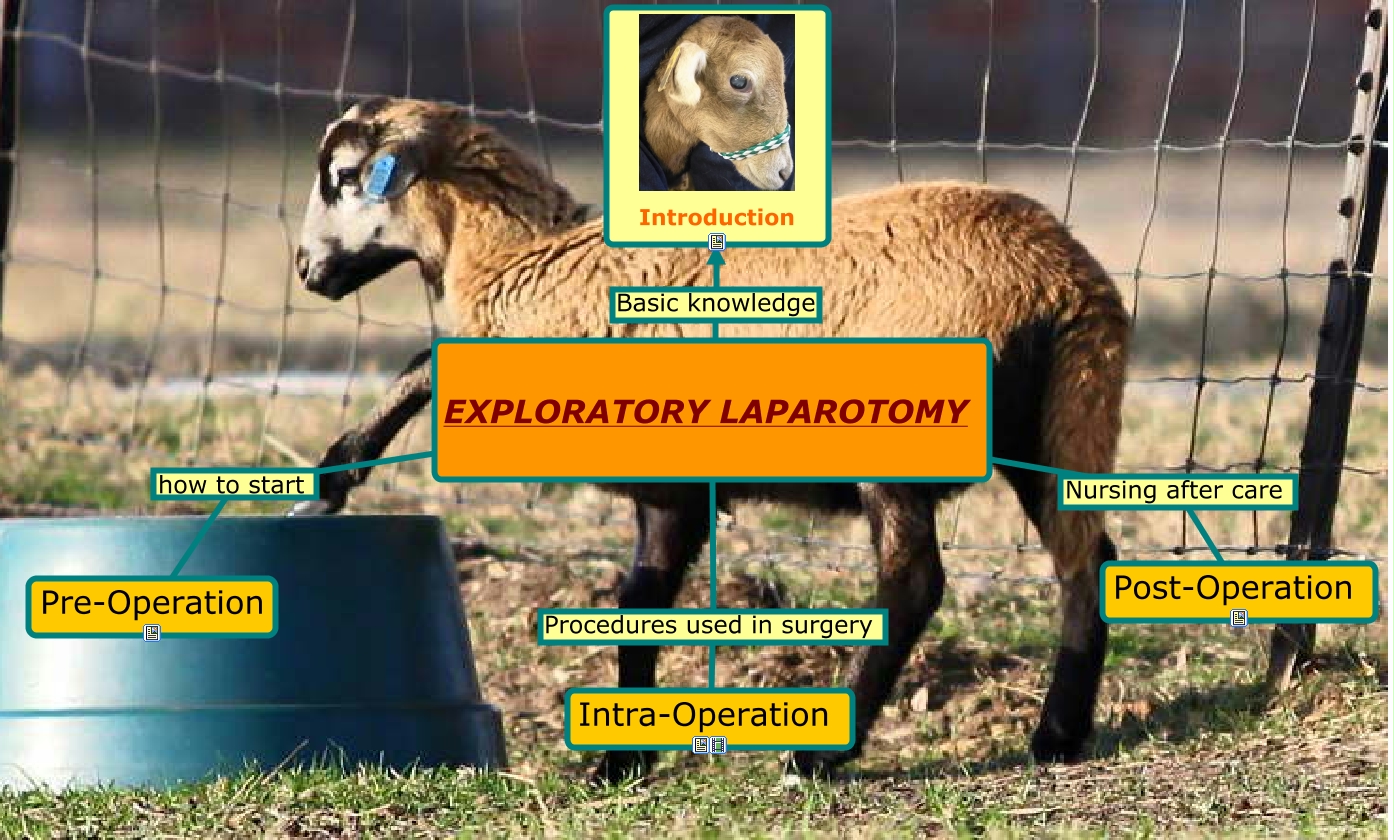 Lab 10 Exploratory Laparotomy