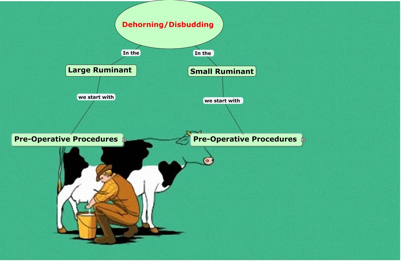 Dehorning disbudding pre op.cmap