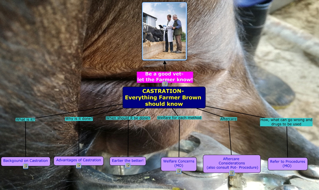 Castration Client Communication