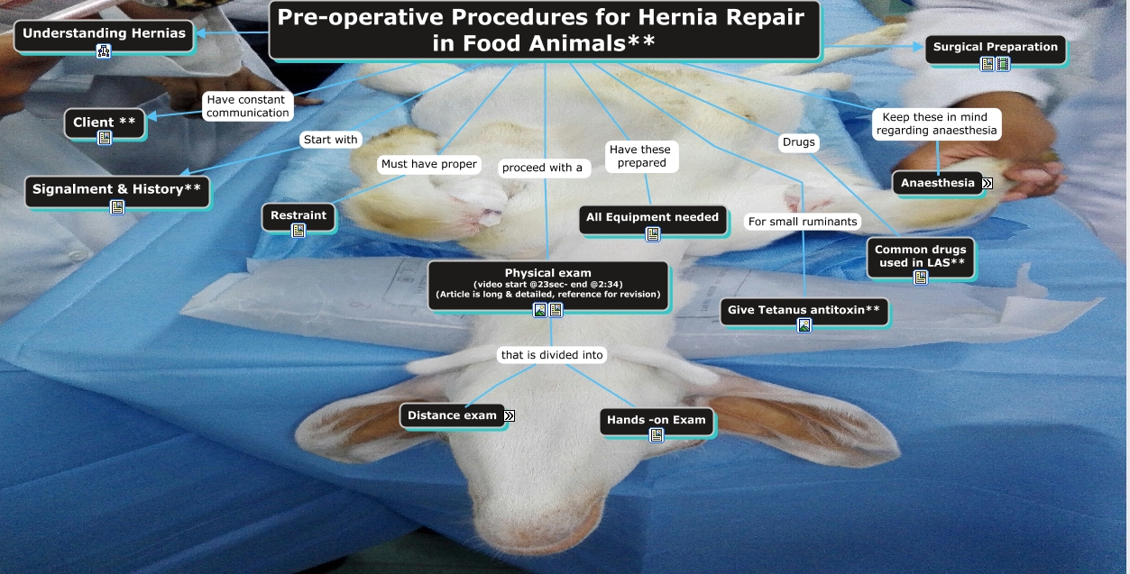 Pre-operative procedures for Hernia Repair in Food Animals