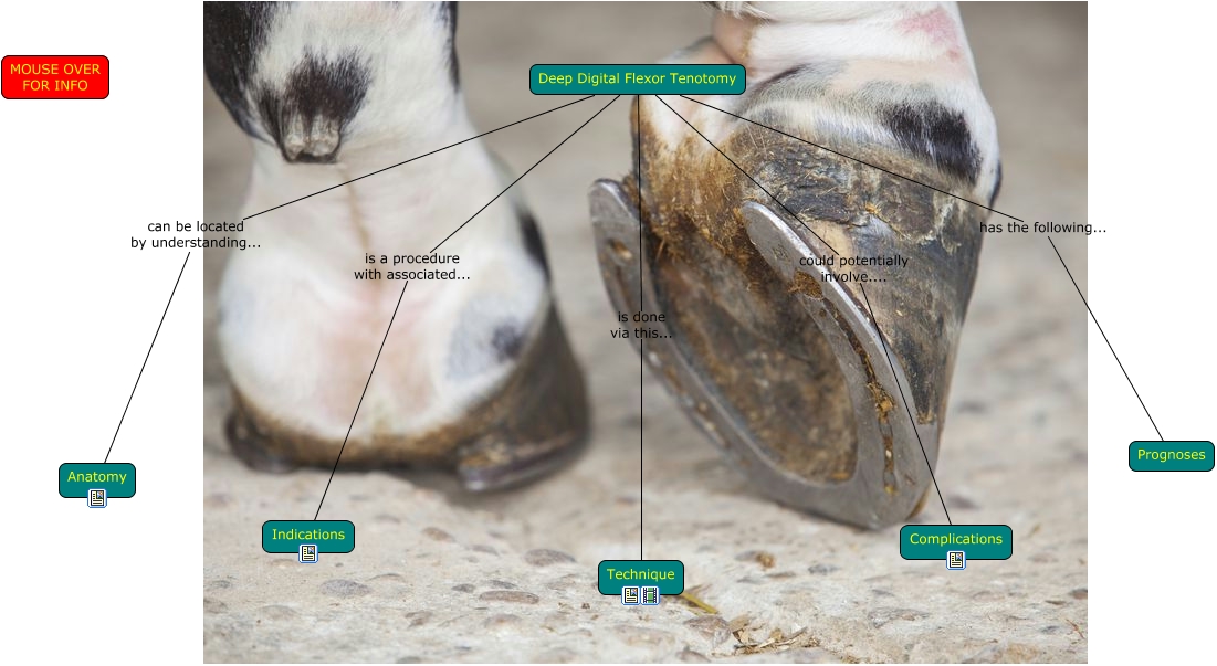 Deep Digital Flexor Tenotomy