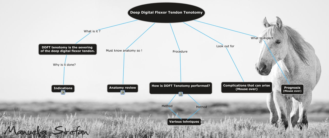 Deep Digital Flexor Tendon Tenotomy