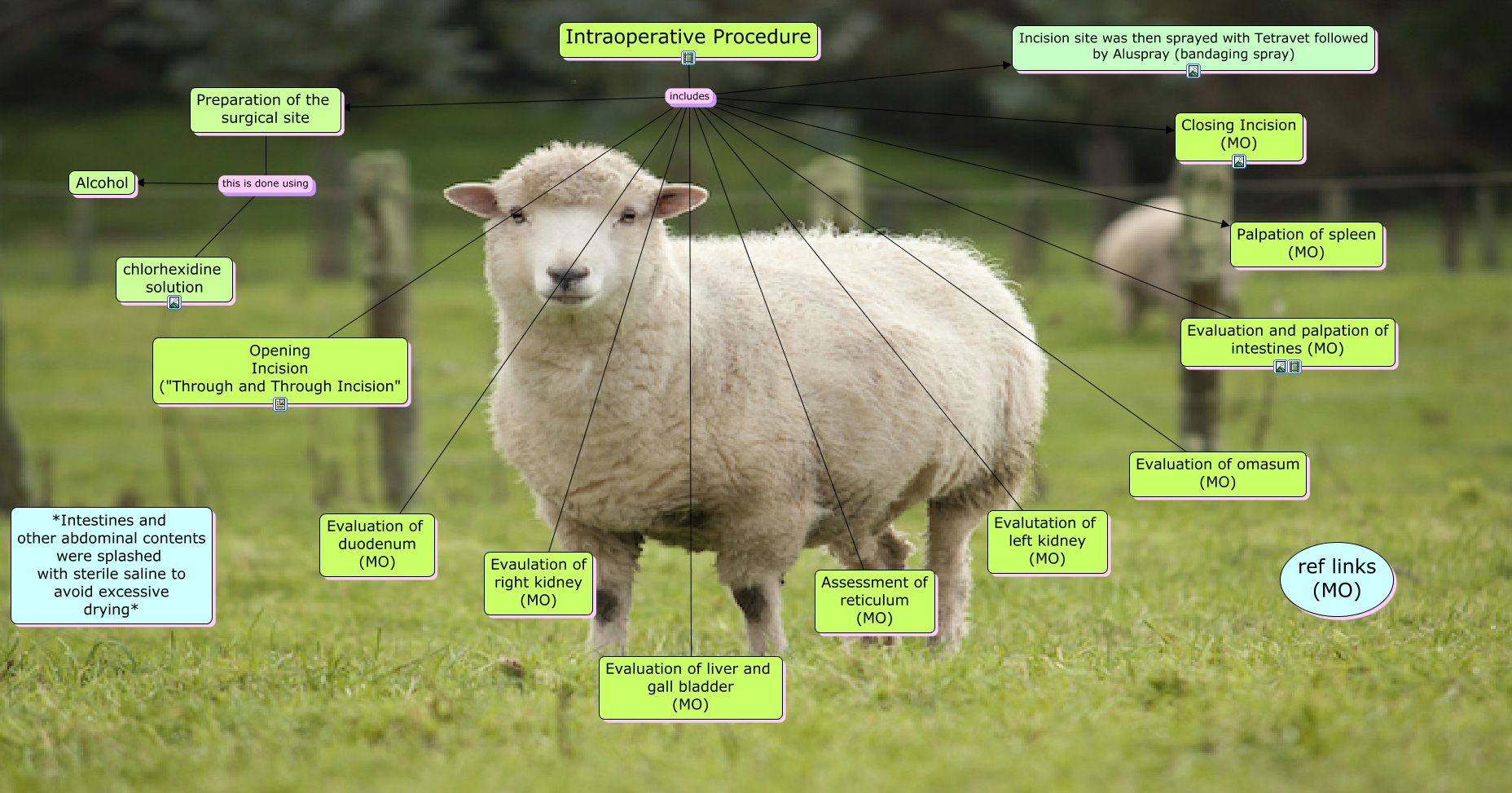Intraoperative Procedure