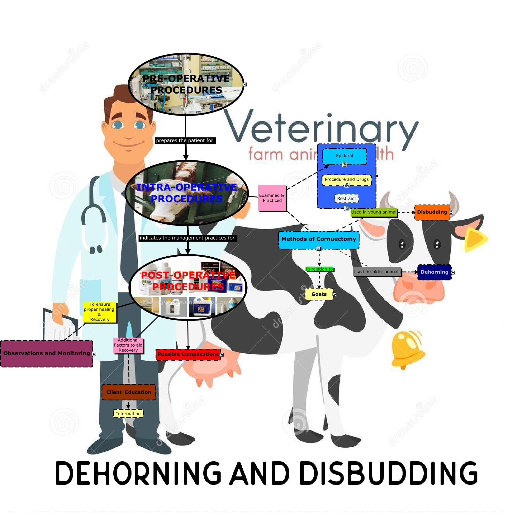 LAB 2 Dehorning and Disbudding