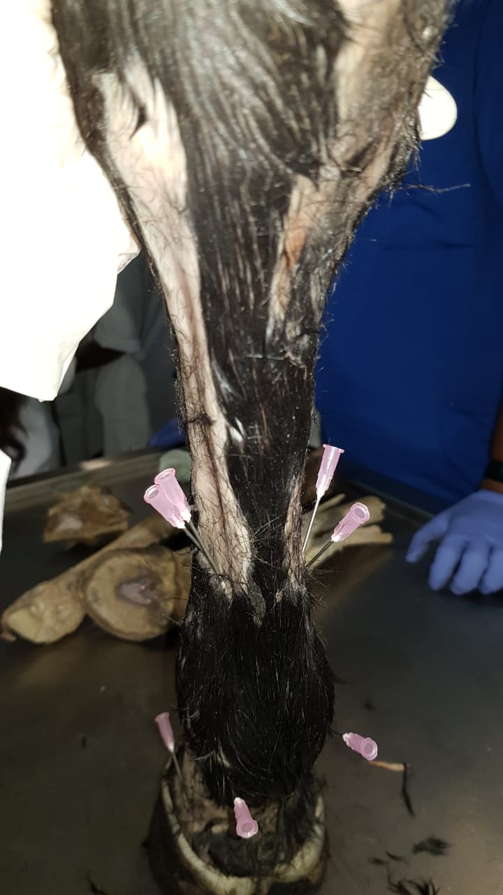 Lab 4 Equine Nerve Blocks