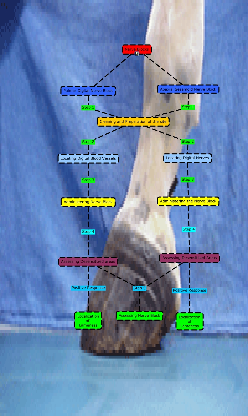 Palmar Digital and Abaxial NB