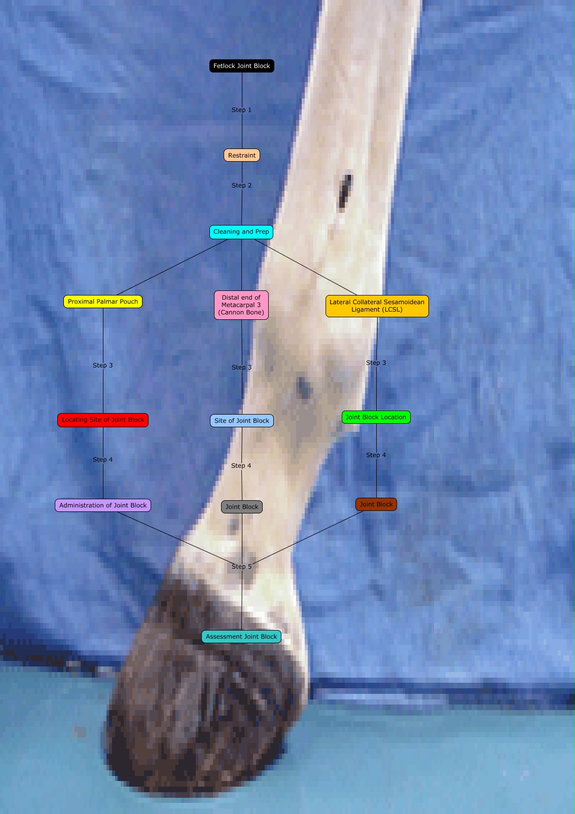 Fetlock Joint Block