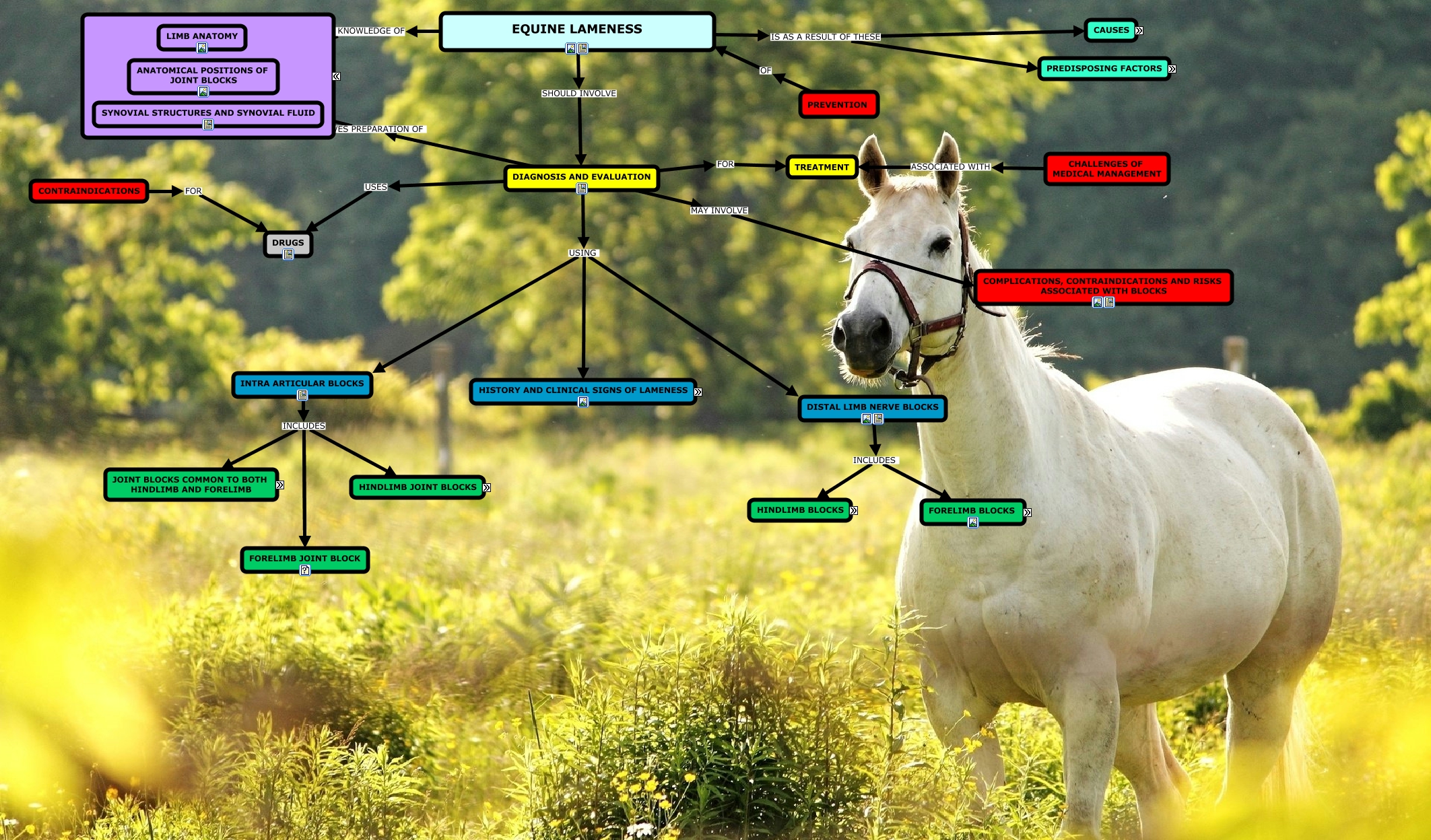 Lab 4 - Equine Nerve Blocks FINAL