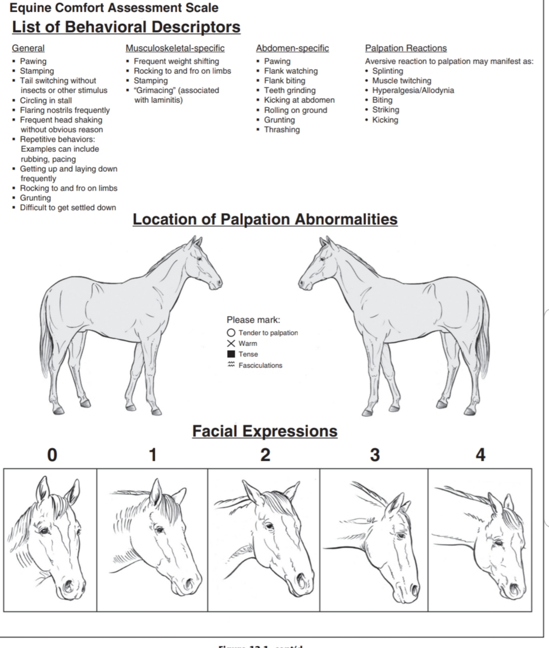 Lab 4 Equine Nerve Blocks