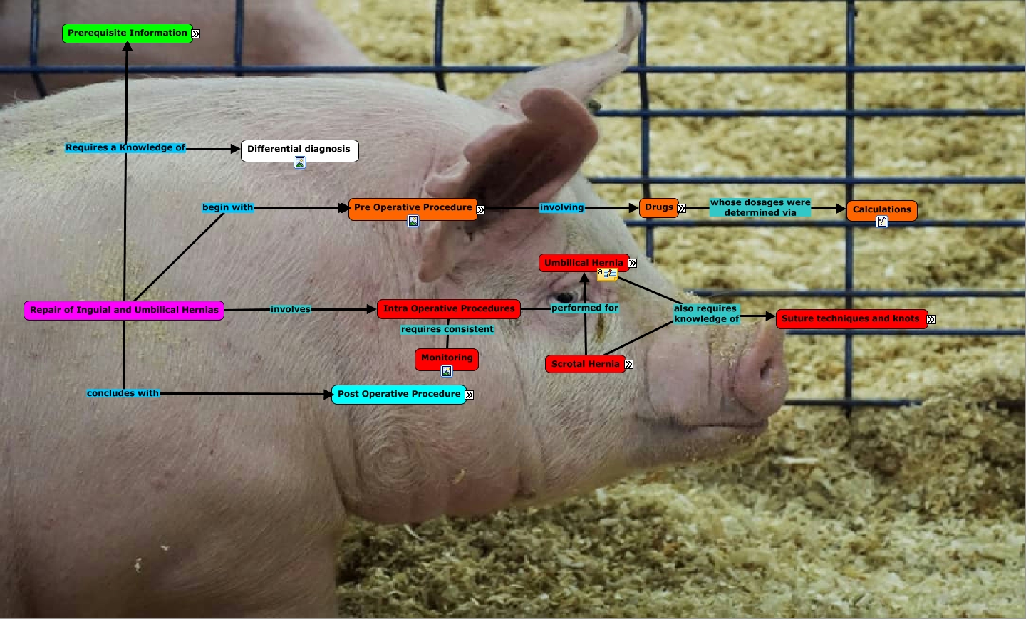 Inguinal and Umbilical hernias Final