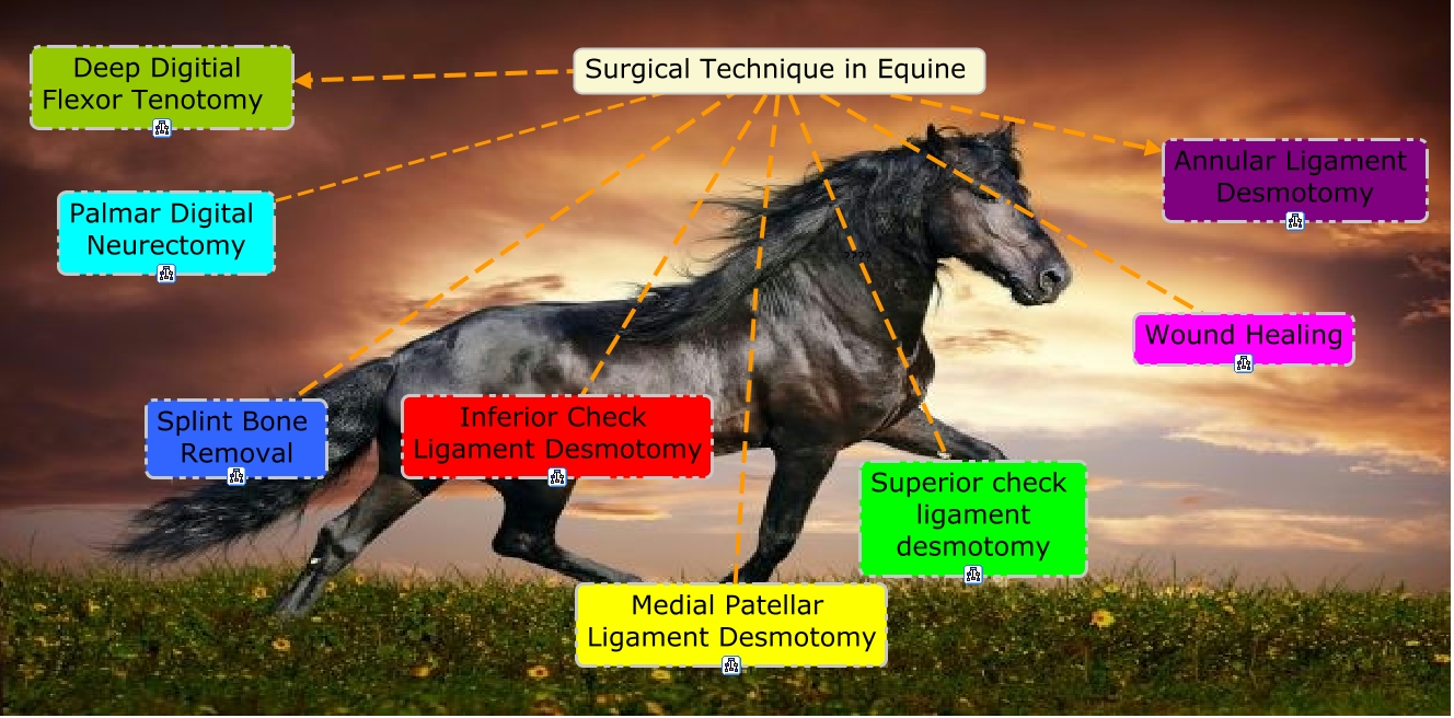 Equine surgical techniques