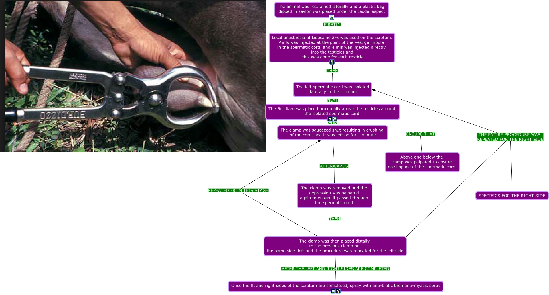 CLOSED METHOD OF CASTRATION