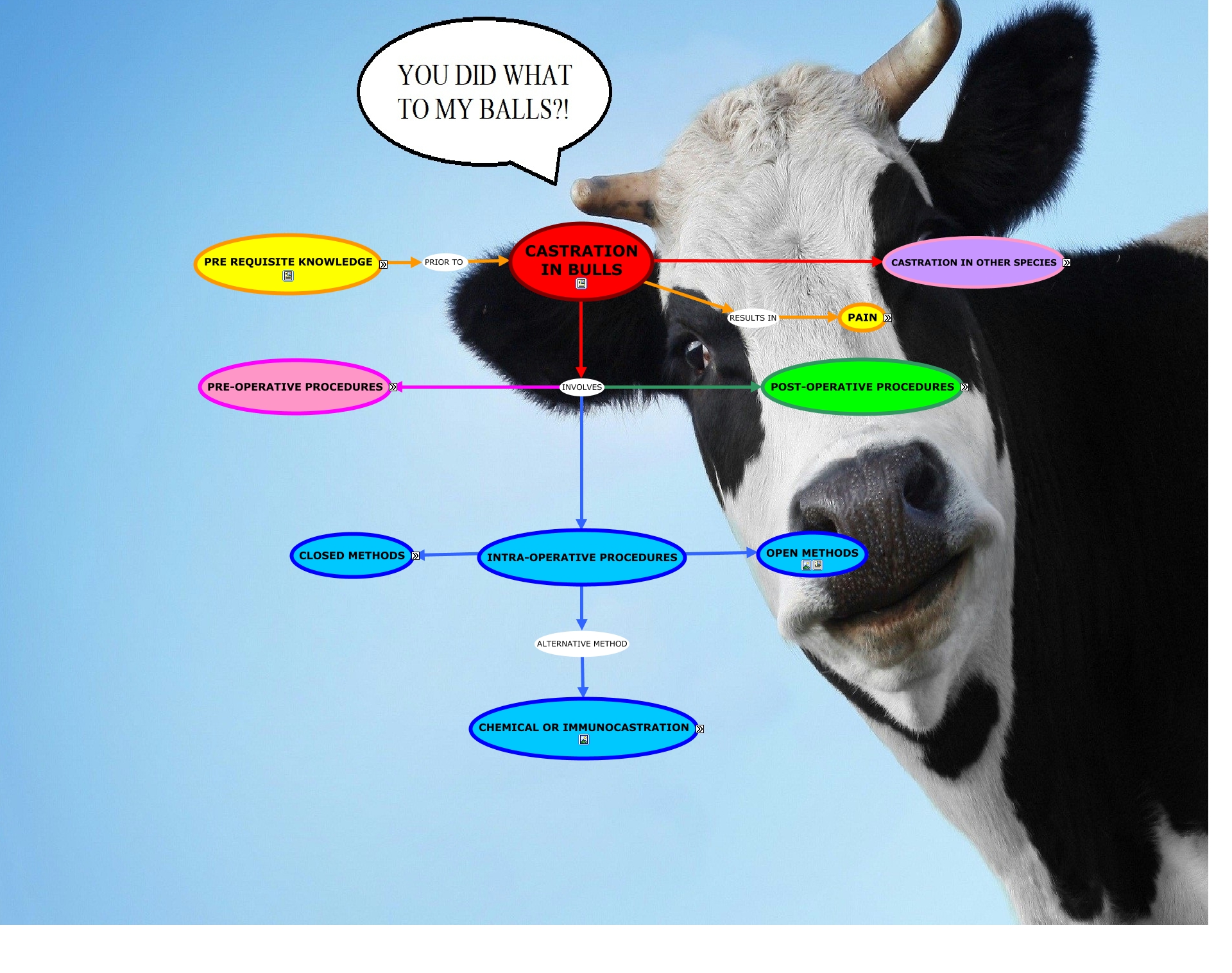 Lab 7 - Bull Castrations- FINAL