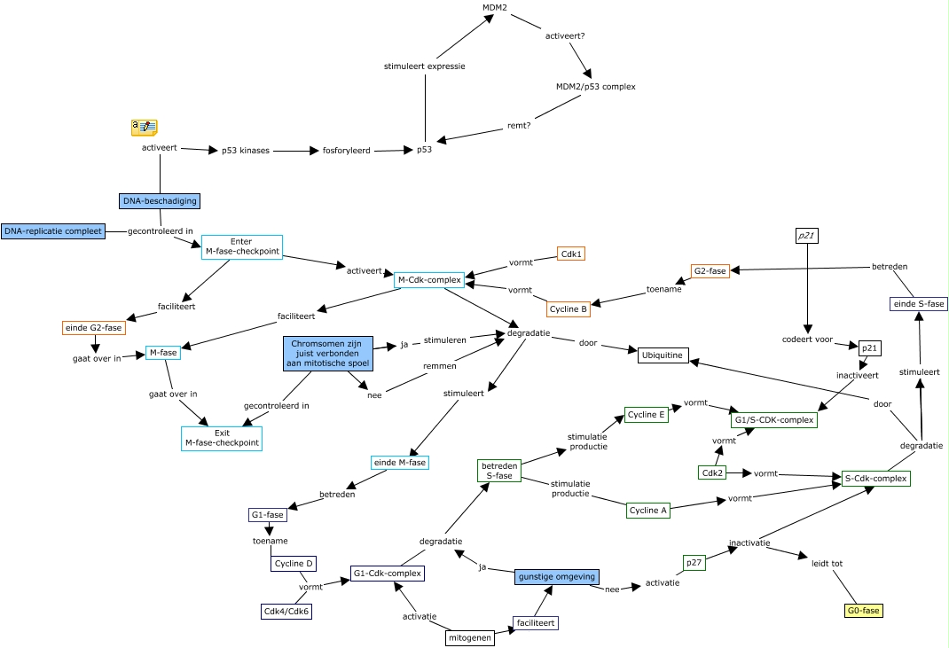WC_1A - Celcontrole, cyclines, CDK-complexen, p21, p53