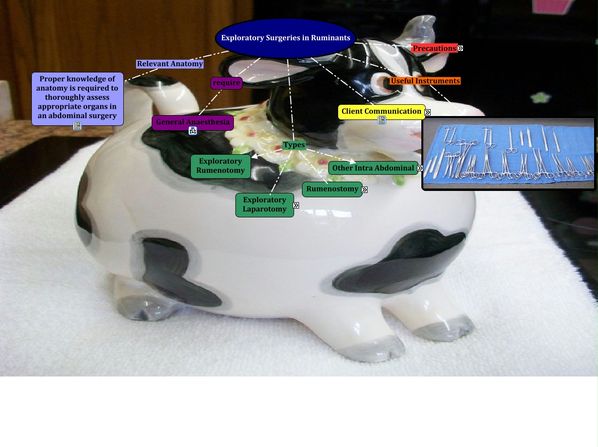 Exploratory Laparotomies in Ruminants