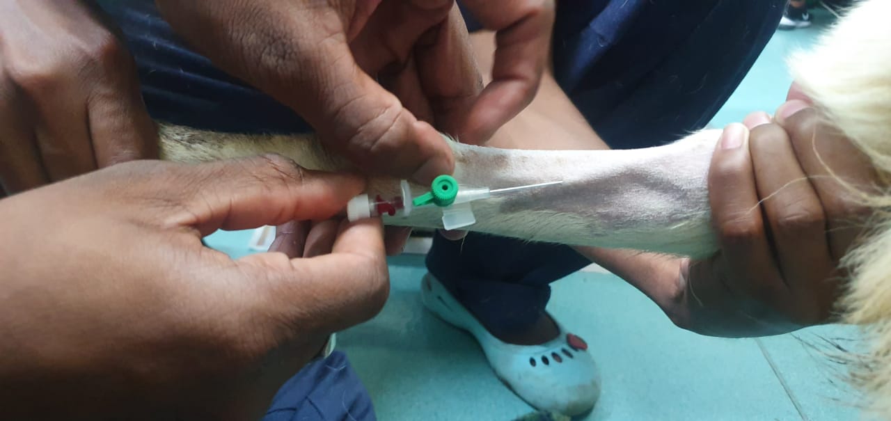 Exploratory laparotomy New