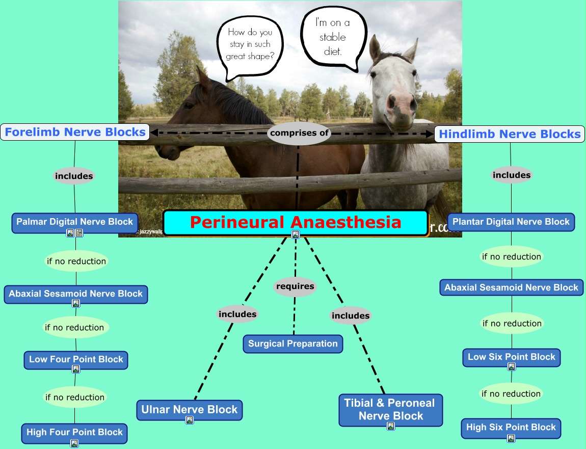 perineural nerve blocks