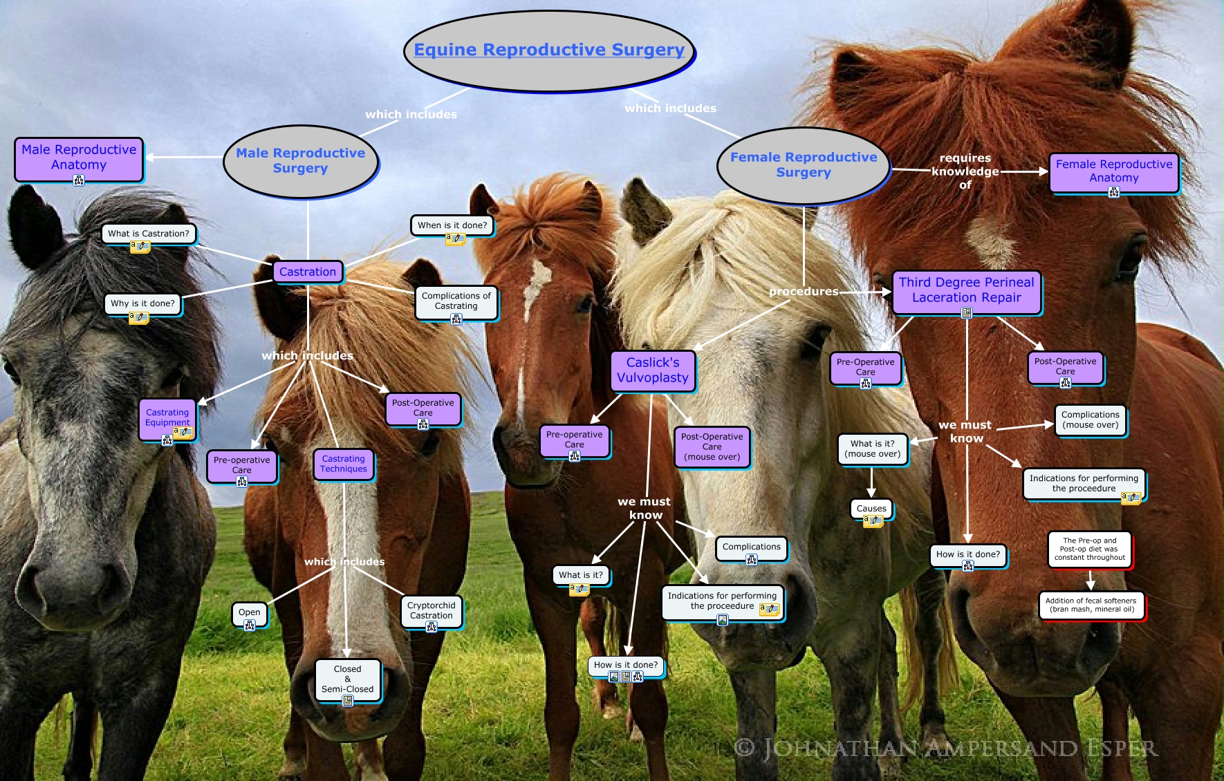 Lab 5- Equine Reproductive Surgery