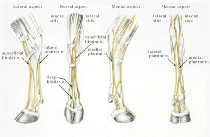 Group B Lab 6 Hoof and Claw Trimming